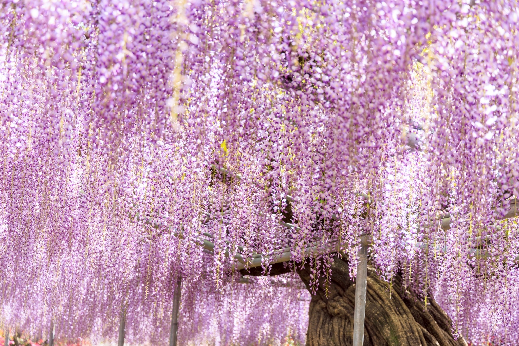 News – 株式会社TOGS